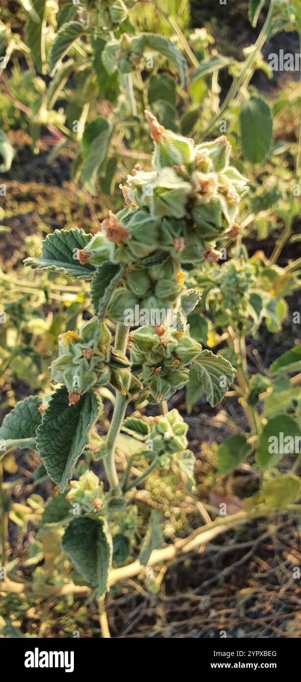 flannel weed (Sida cordifolia Stock Photo - Alamy