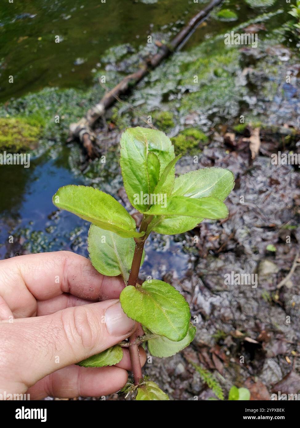 Veronica americana hi-res stock photography and images - Alamy