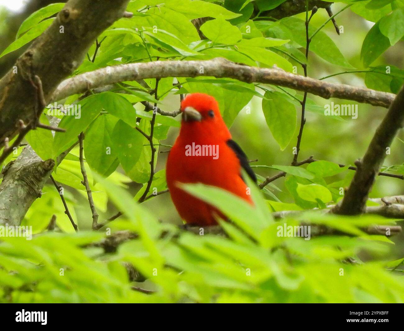 Scarlet Tanager (Piranga olivacea Stock Photo - Alamy