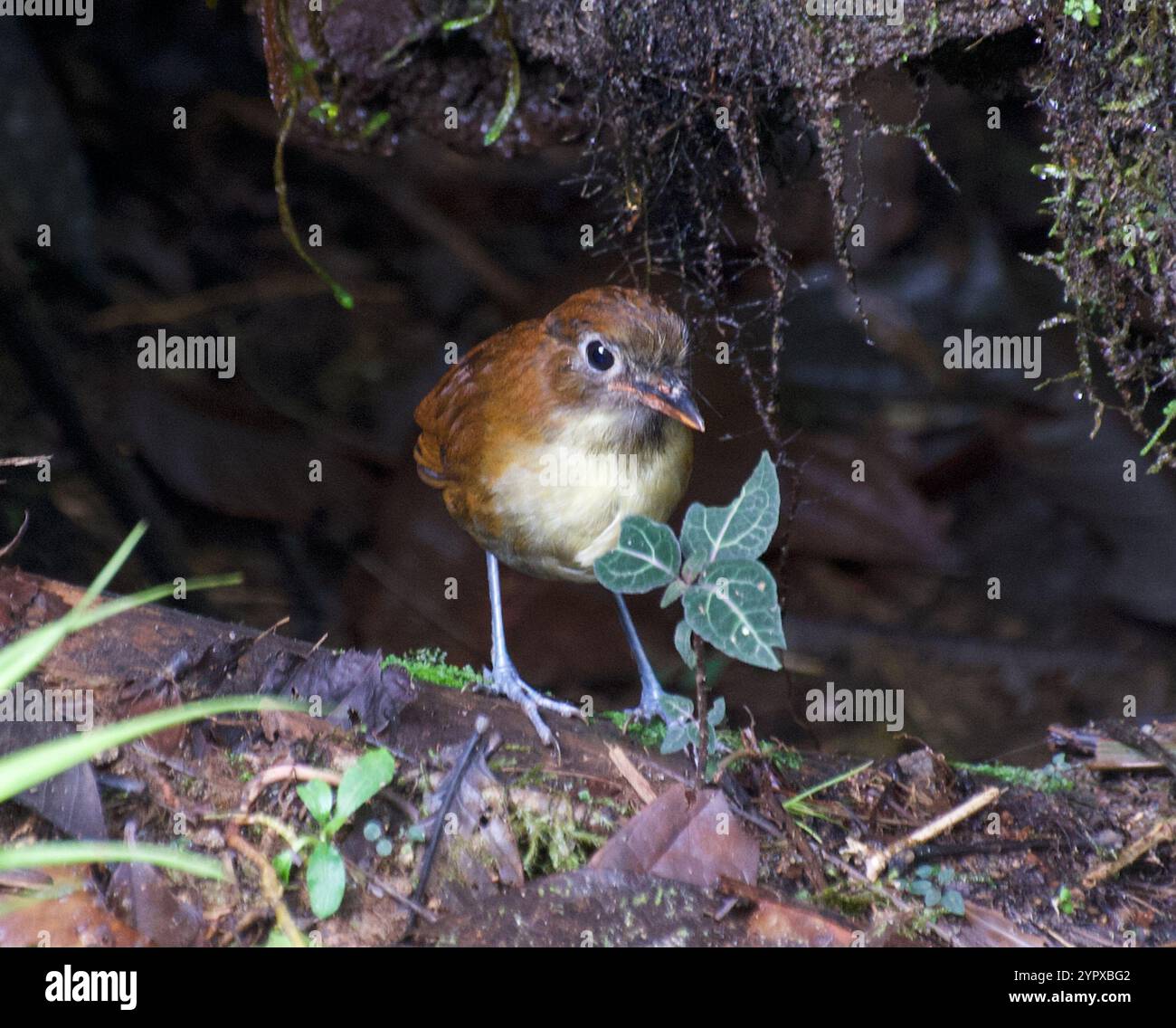 Yellow-breasted Antpitta (Grallaria flavotincta Stock Photo - Alamy