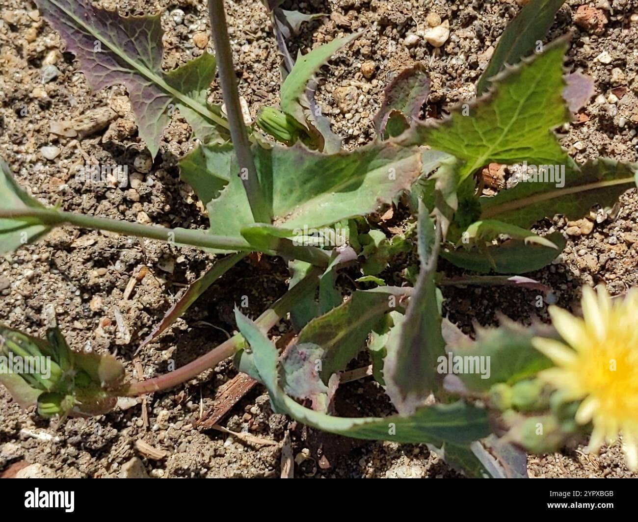 Common Sow-thistle (Sonchus oleraceus Stock Photo - Alamy