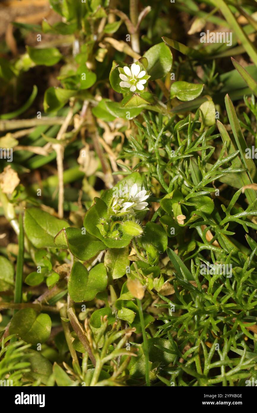 common chickweed (Stellaria media Stock Photo - Alamy