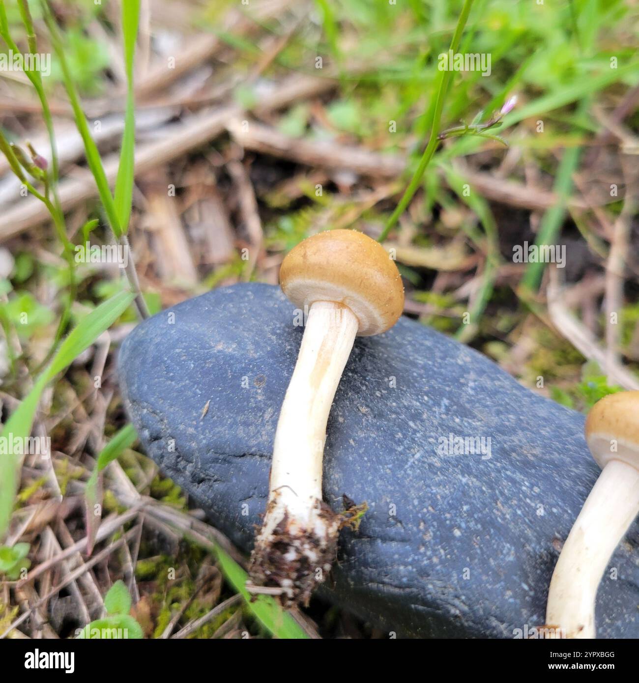 Brittlestems and Allies (Psathyrellaceae Stock Photo - Alamy