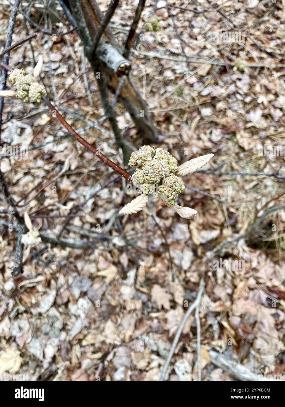 hobblebush (Viburnum lantanoides Stock Photo - Alamy