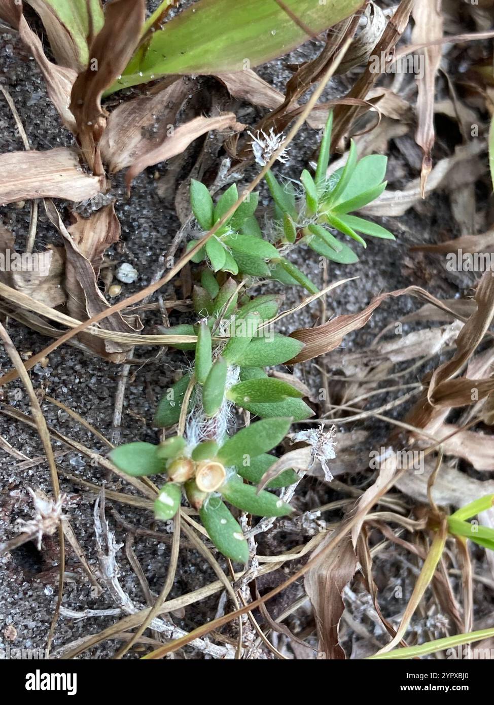 Paraguayan Purslane (Portulaca amilis Stock Photo - Alamy
