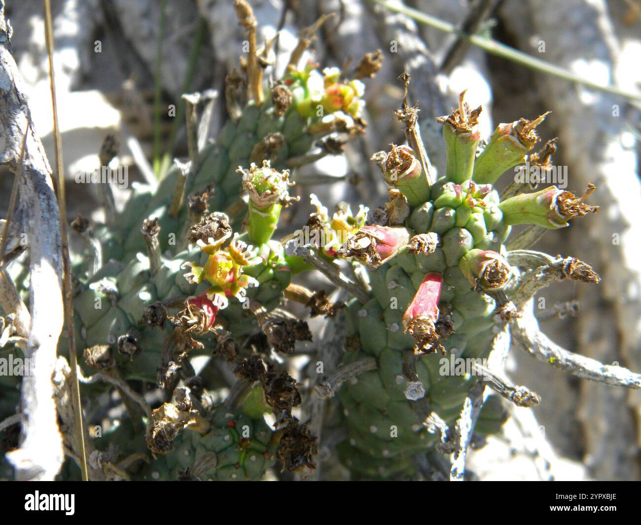 Medusa's-head (Euphorbia caput-medusae Stock Photo - Alamy