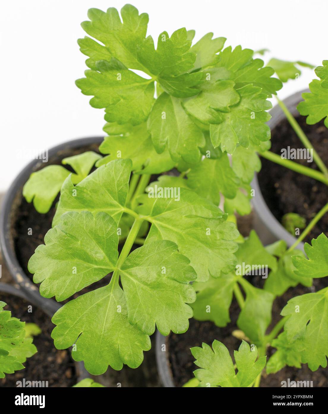 Fresh organic celery growing in the pot isolated on white background ...