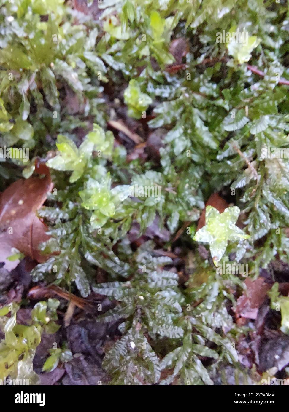Palm-tree Moss (Plagiomnium undulatum Stock Photo - Alamy