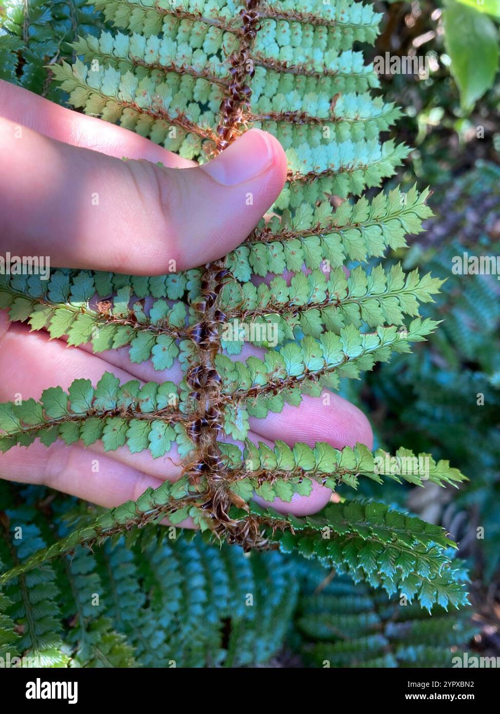 Prickly shield fern hi-res stock photography and images - Alamy