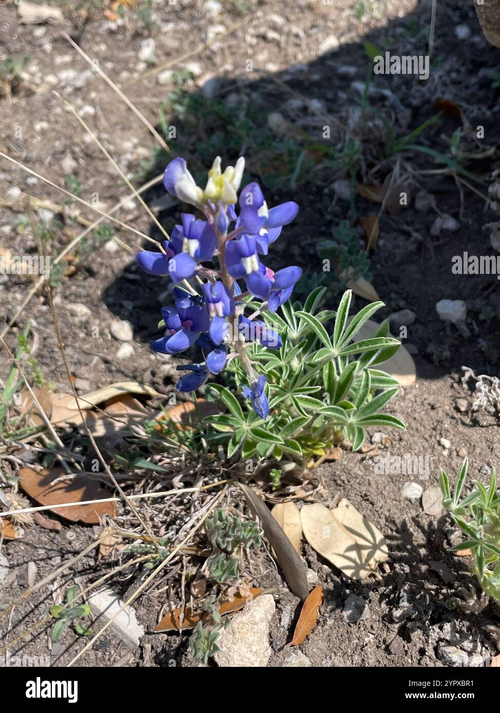 Texas bluebonnet (Lupinus texensis Stock Photo - Alamy