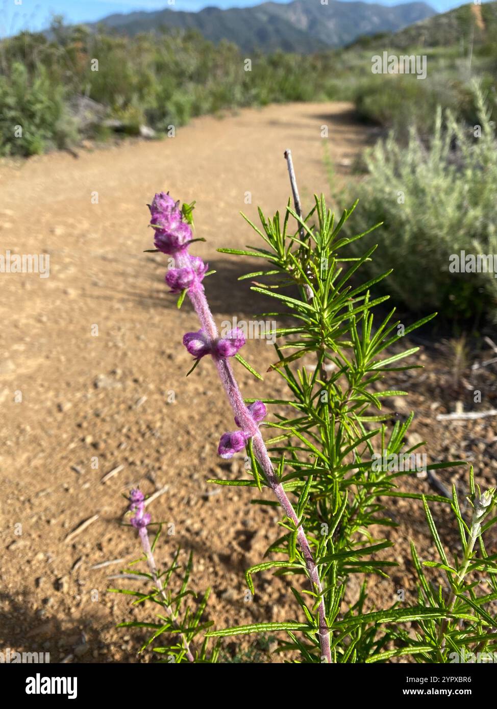 woolly bluecurls (Trichostema lanatum Stock Photo - Alamy