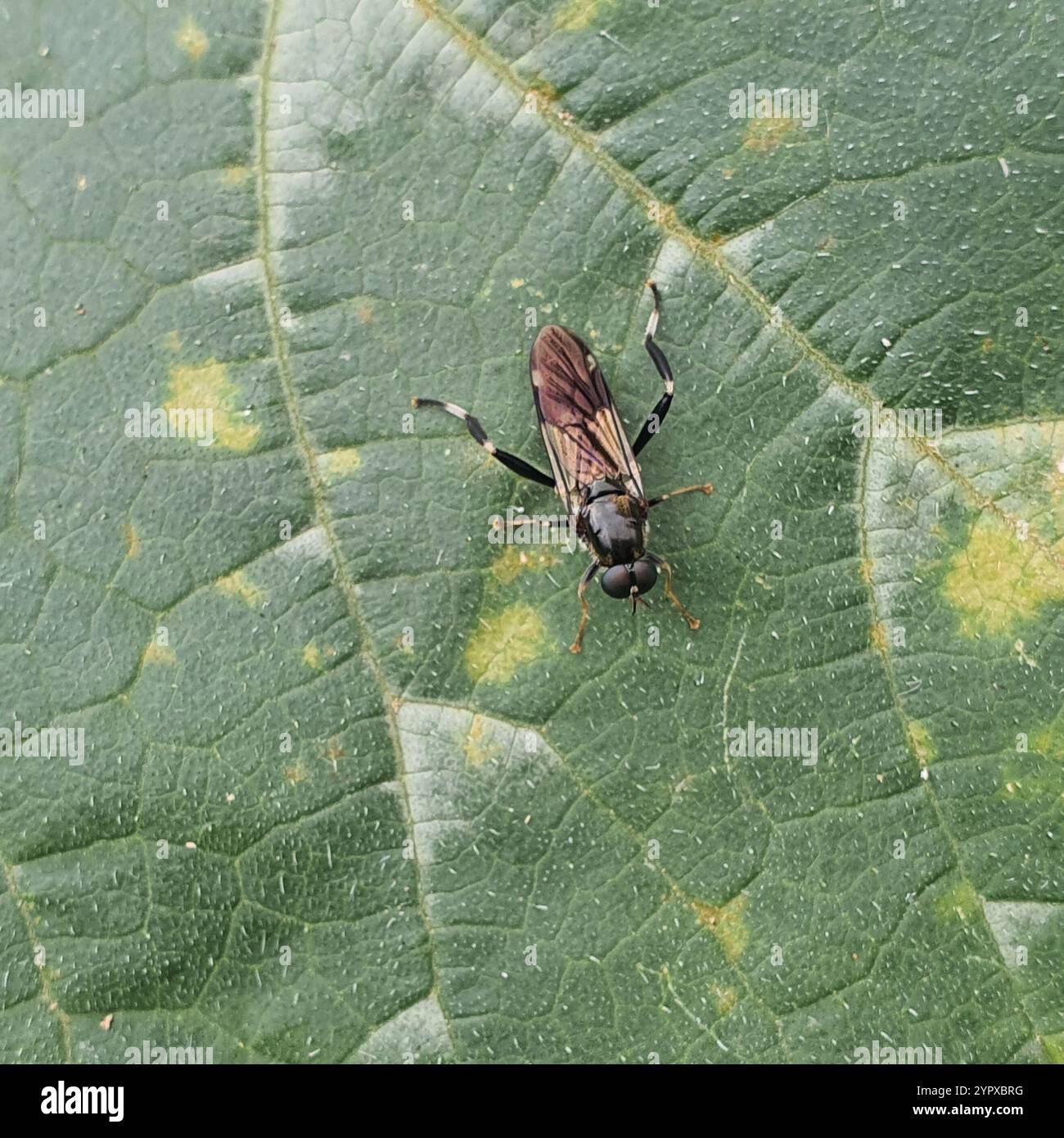 Garden soldier fly (Exaireta spinigera Stock Photo - Alamy