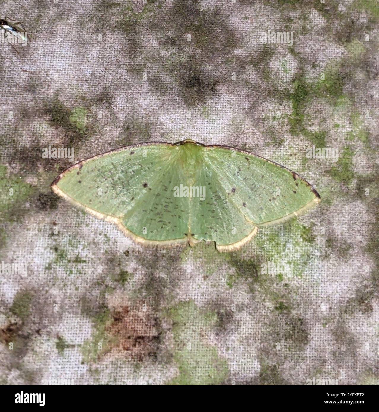 Emerald Moths (Geometrinae Stock Photo - Alamy