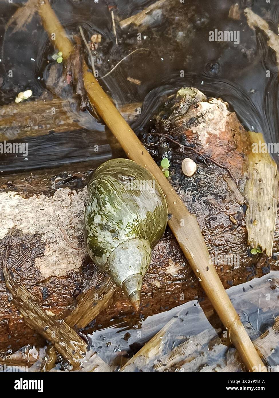 Great Pond Snail (Lymnaea stagnalis Stock Photo - Alamy