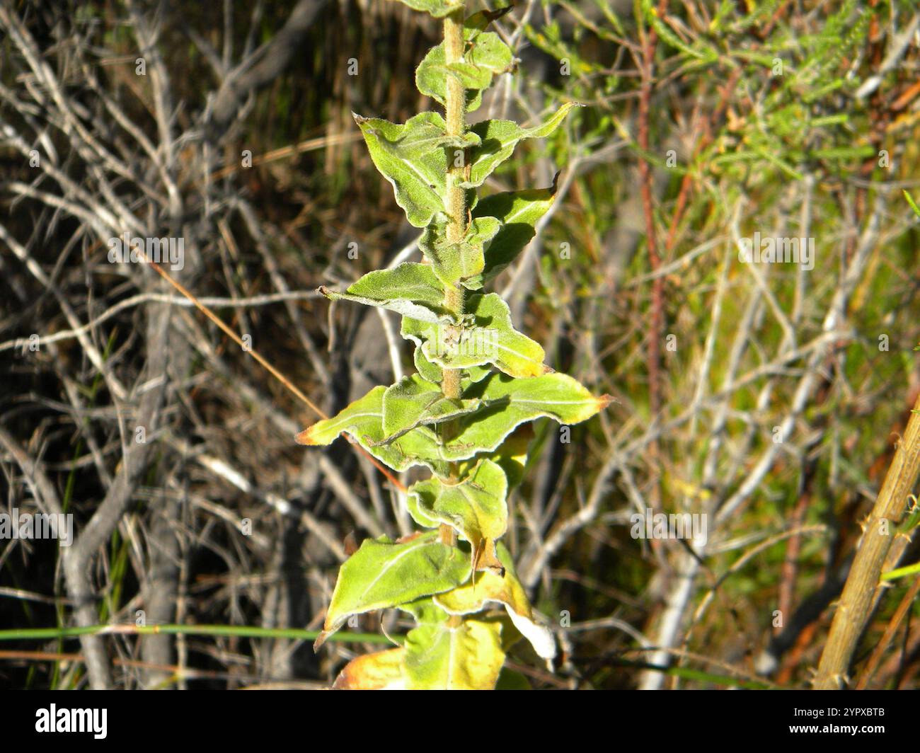 Stinking Everlasting (Helichrysum foetidum Stock Photo - Alamy