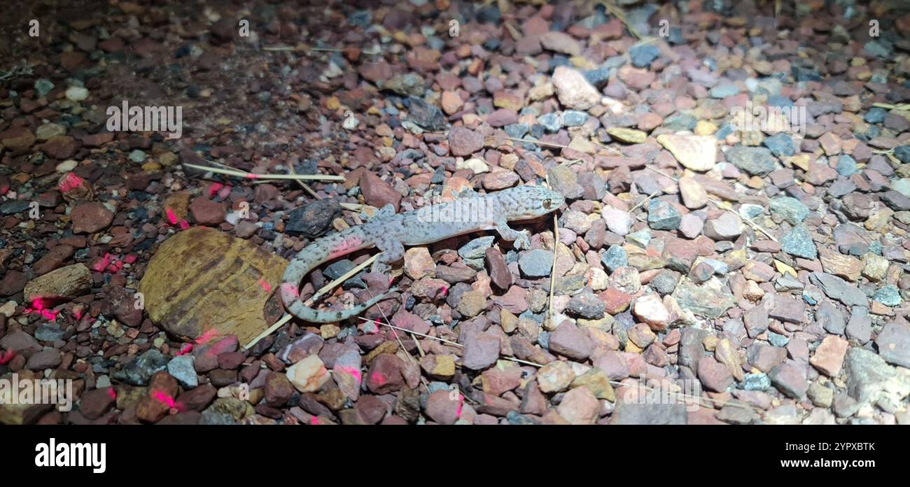 Gehyra australis hi-res stock photography and images - Alamy