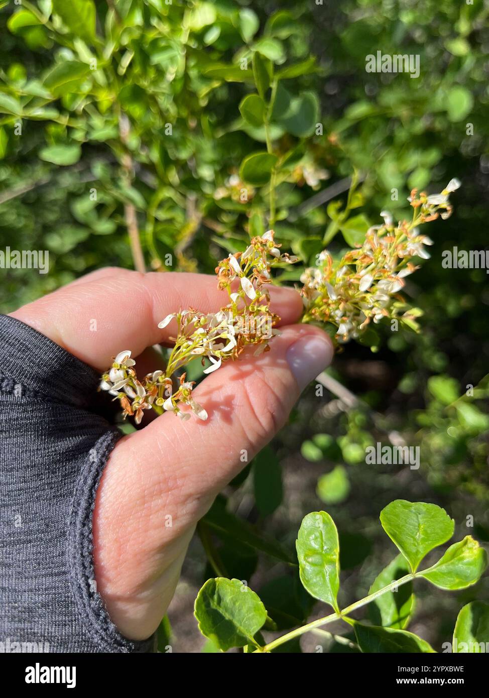 California Ash (Fraxinus dipetala Stock Photo - Alamy