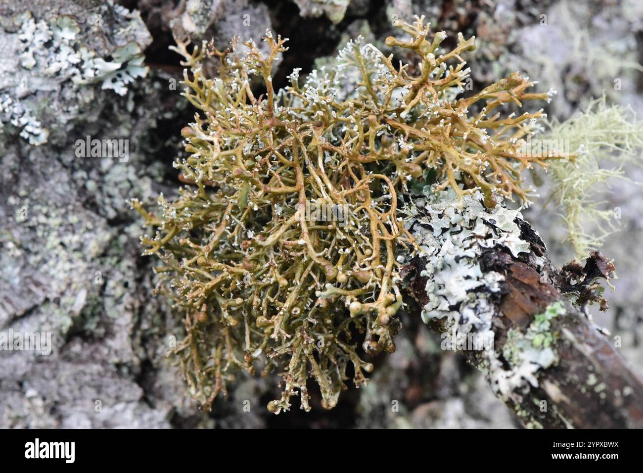 Ancient Coral Lichen (Sphaerophorus venerabilis Stock Photo - Alamy