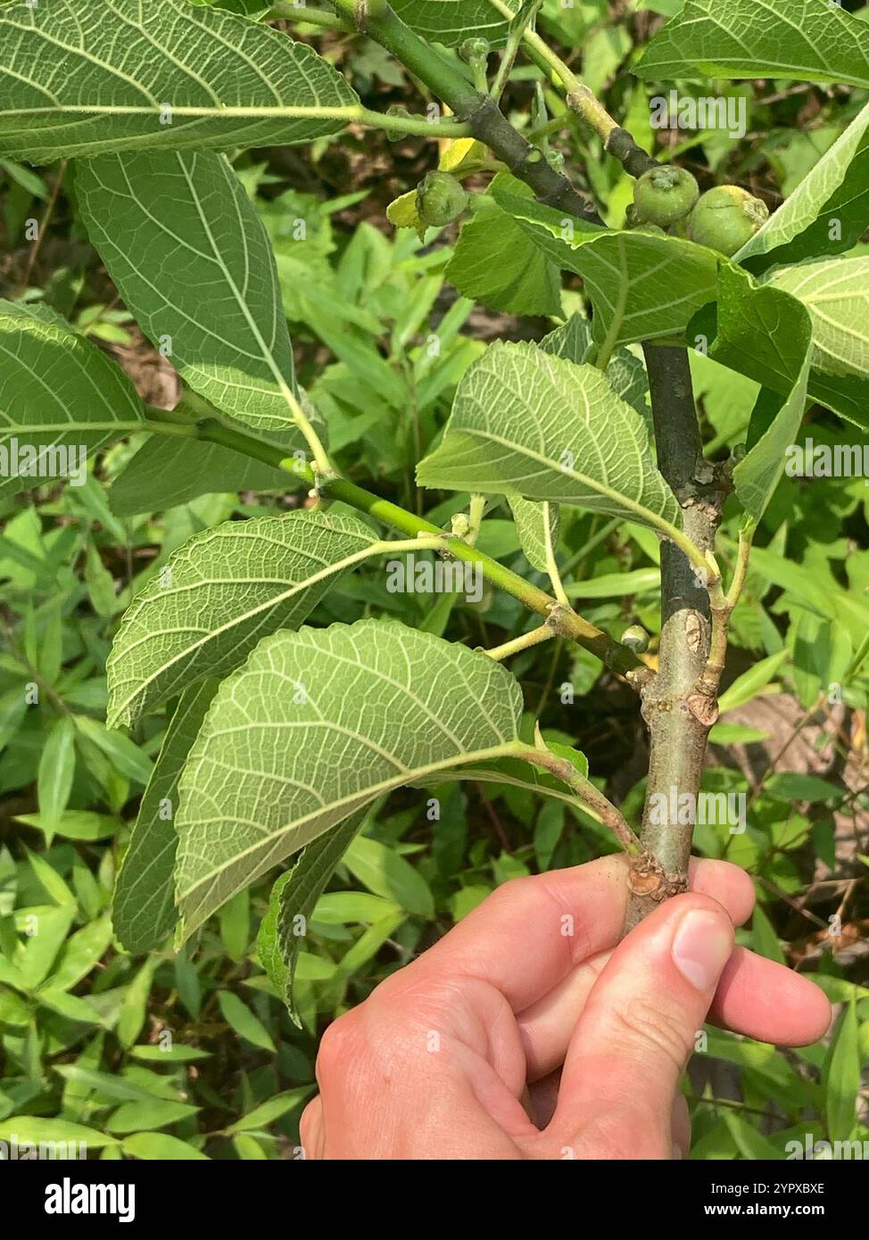 Opposite Leaf Fig (Ficus hispida Stock Photo - Alamy