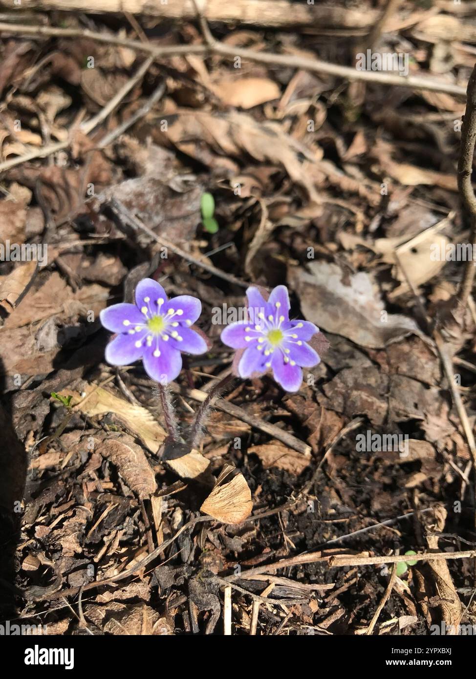 Hepaticas hi-res stock photography and images - Alamy
