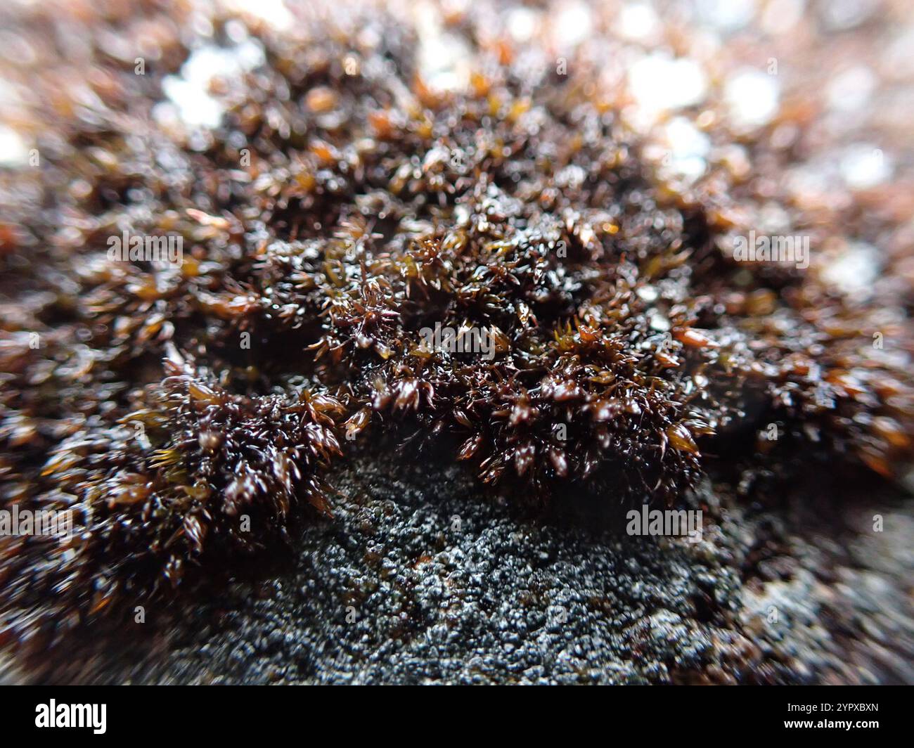 Black Rock Moss (Andreaea rupestris Stock Photo - Alamy