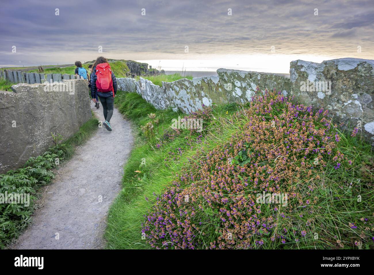 Hiker between traditional stone fence, Cliffs of Moher, The Burren ...
