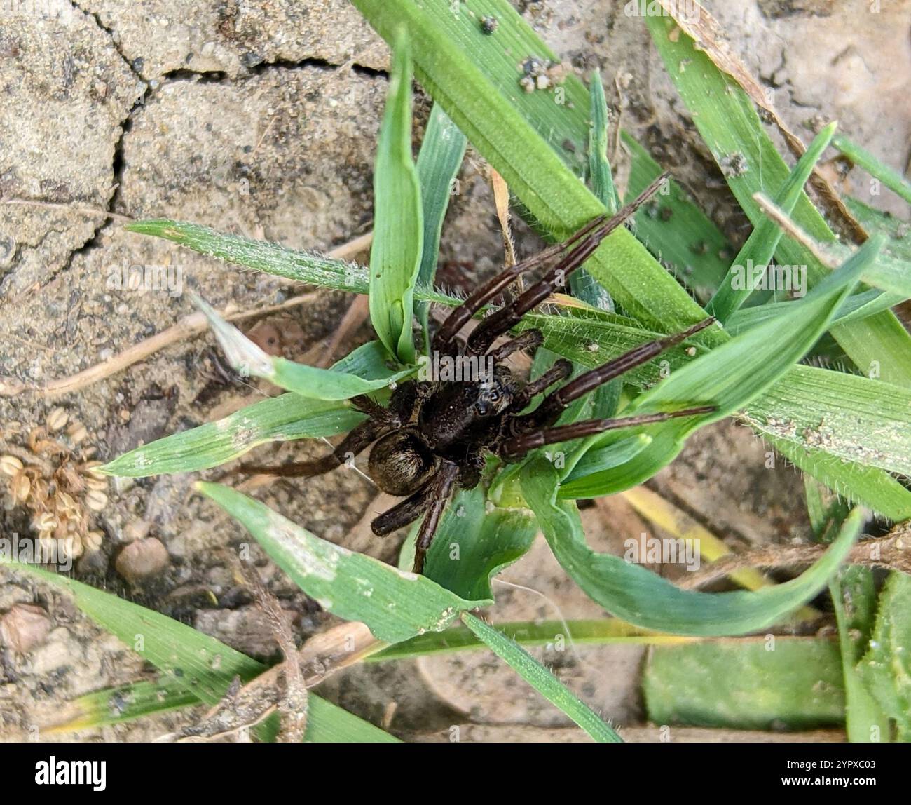 Thin-legged Wolf Spiders (Pardosa Stock Photo - Alamy