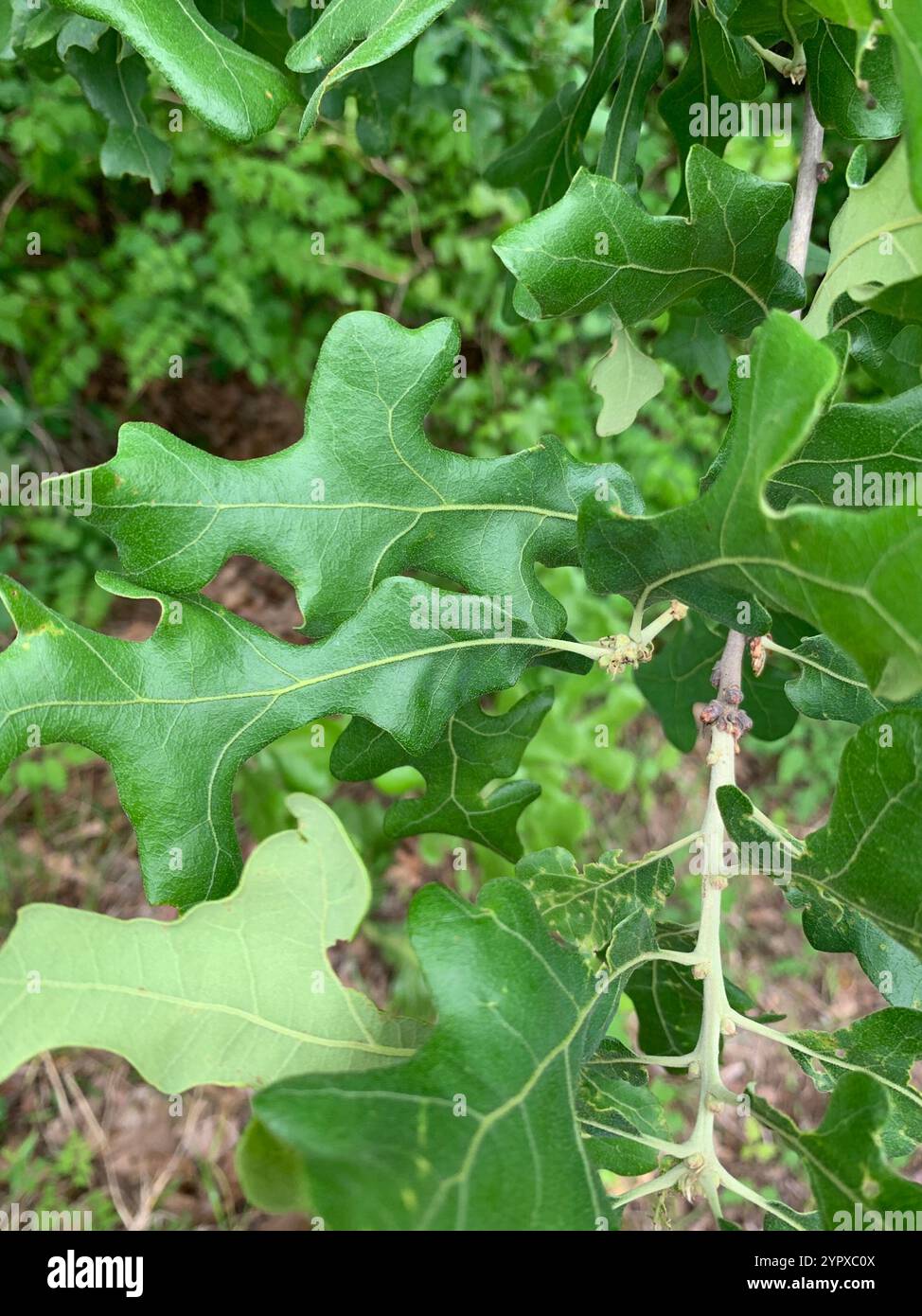 post oak (Quercus stellata Stock Photo - Alamy
