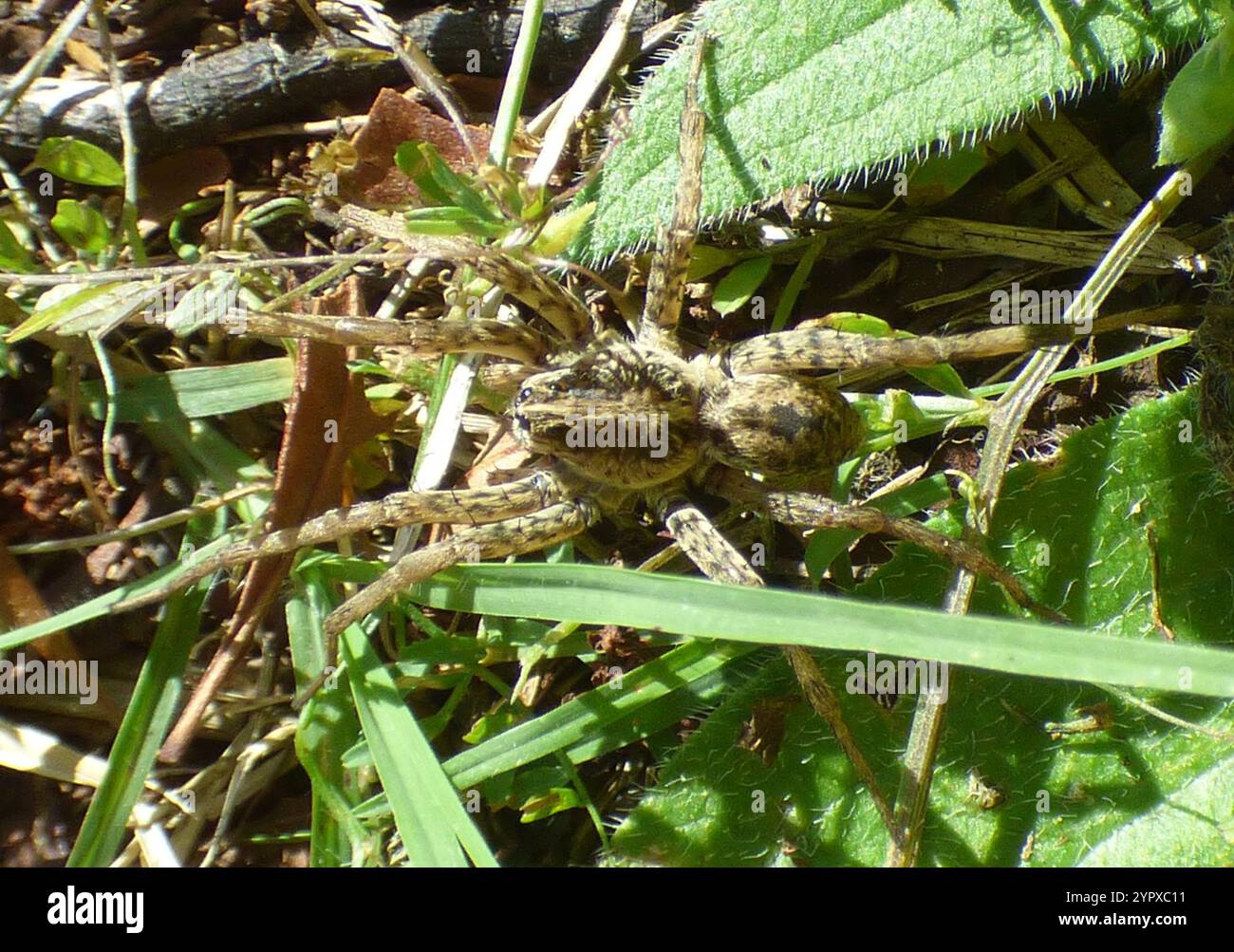 Georgia Wolf Spider (Tigrosa georgicola Stock Photo - Alamy