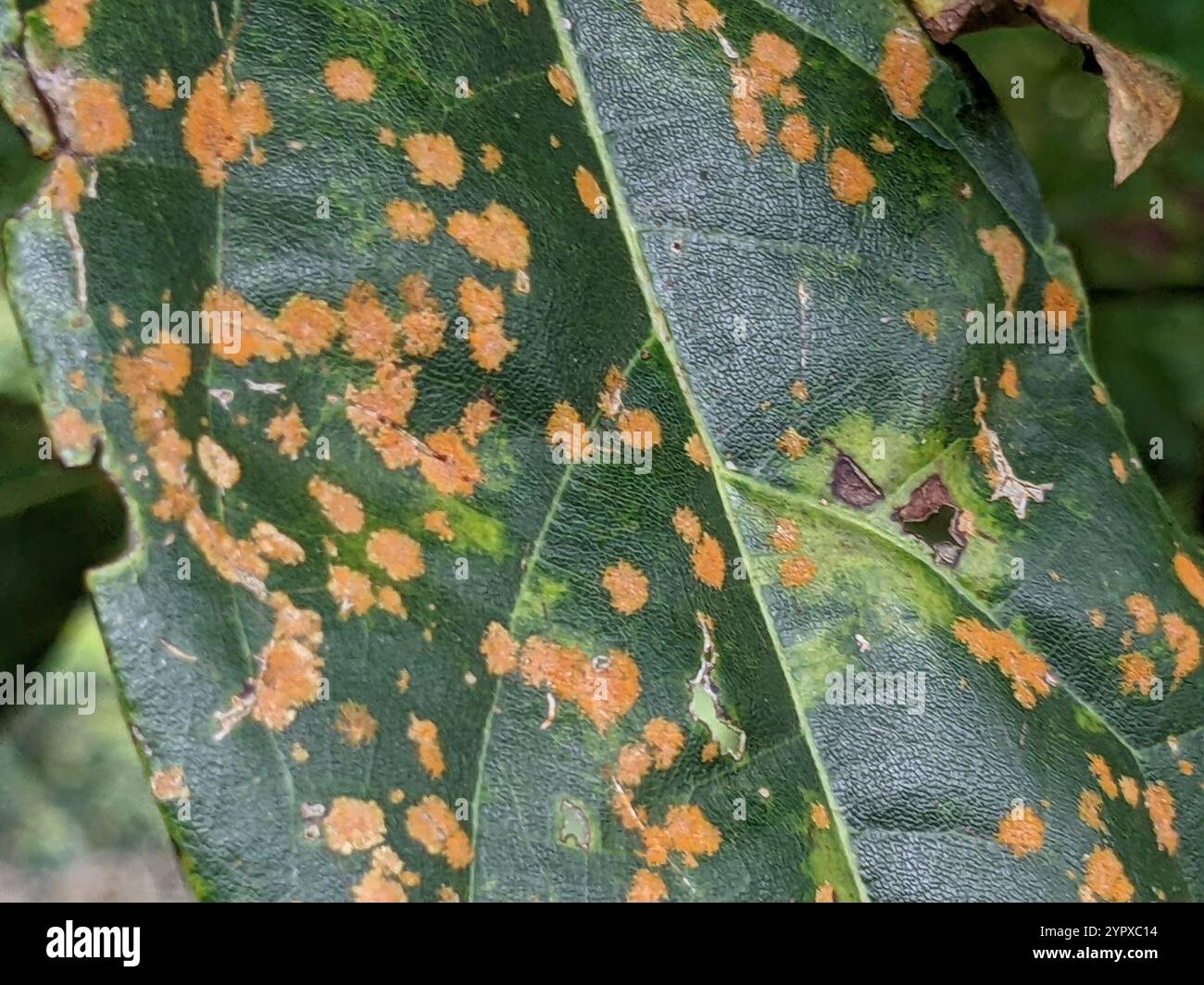 rust fungi (Pucciniales Stock Photo - Alamy