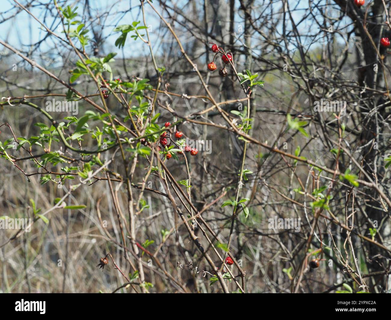swamp rose (Rosa palustris Stock Photo - Alamy