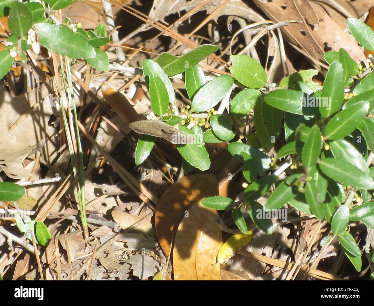 Carolina Satyr (Hermeuptychia sosybius Stock Photo - Alamy