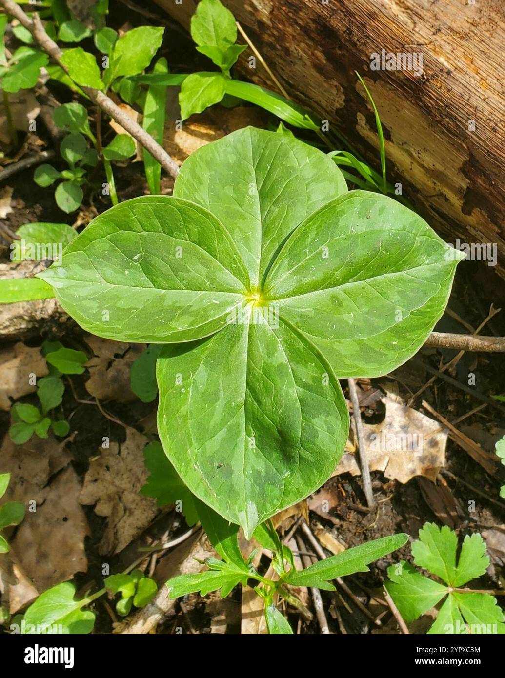 toadshade (Trillium sessile Stock Photo - Alamy