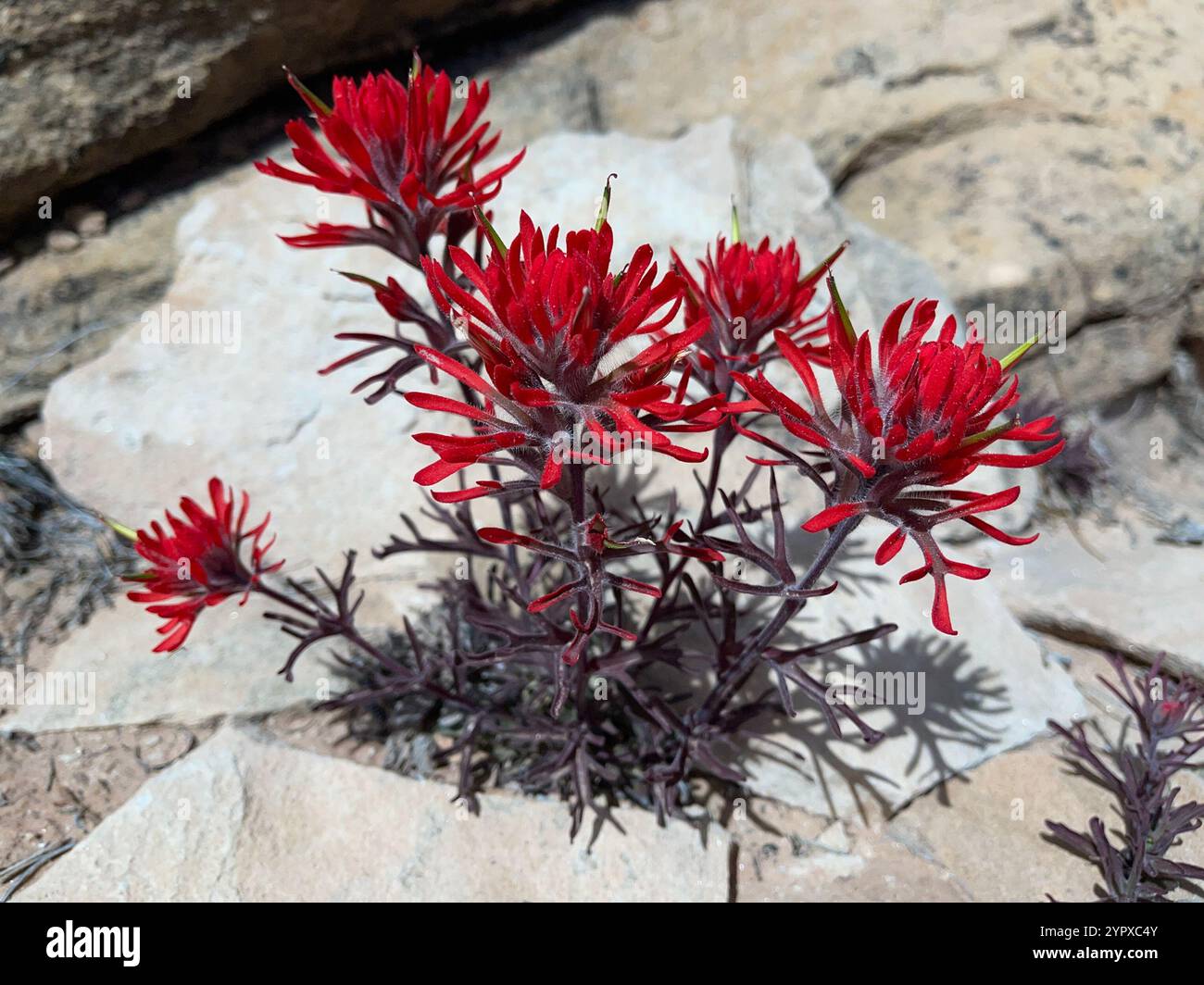 Zion Indian paintbrush (Castilleja scabrida scabrida Stock Photo - Alamy