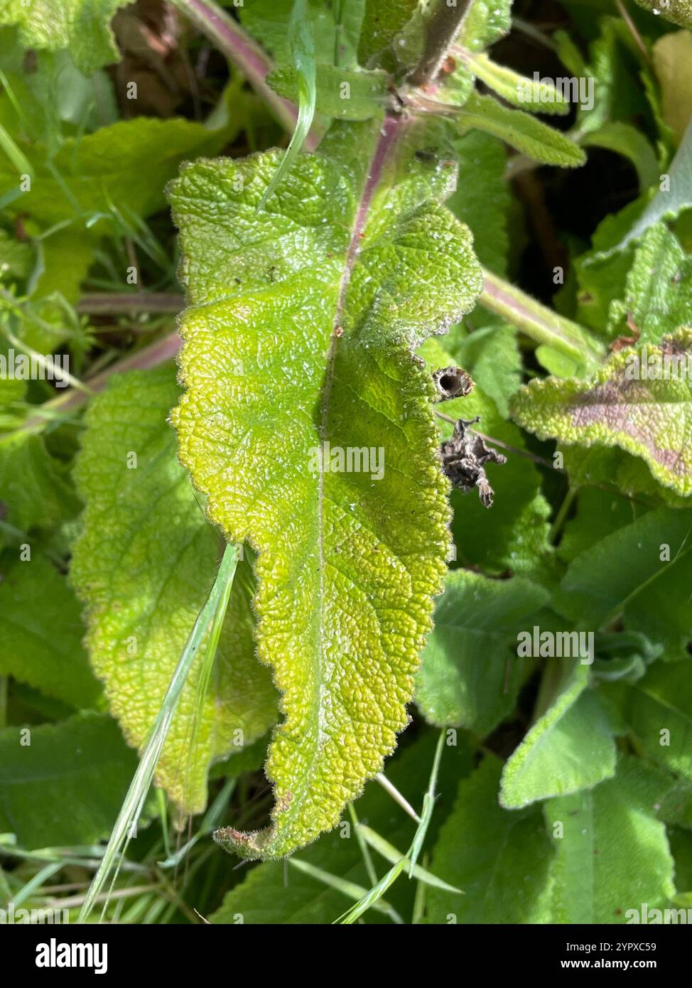Hummingbird Sage (Salvia spathacea Stock Photo - Alamy