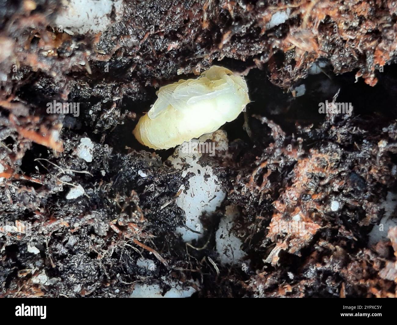 True Weevils (Curculionidae Stock Photo - Alamy