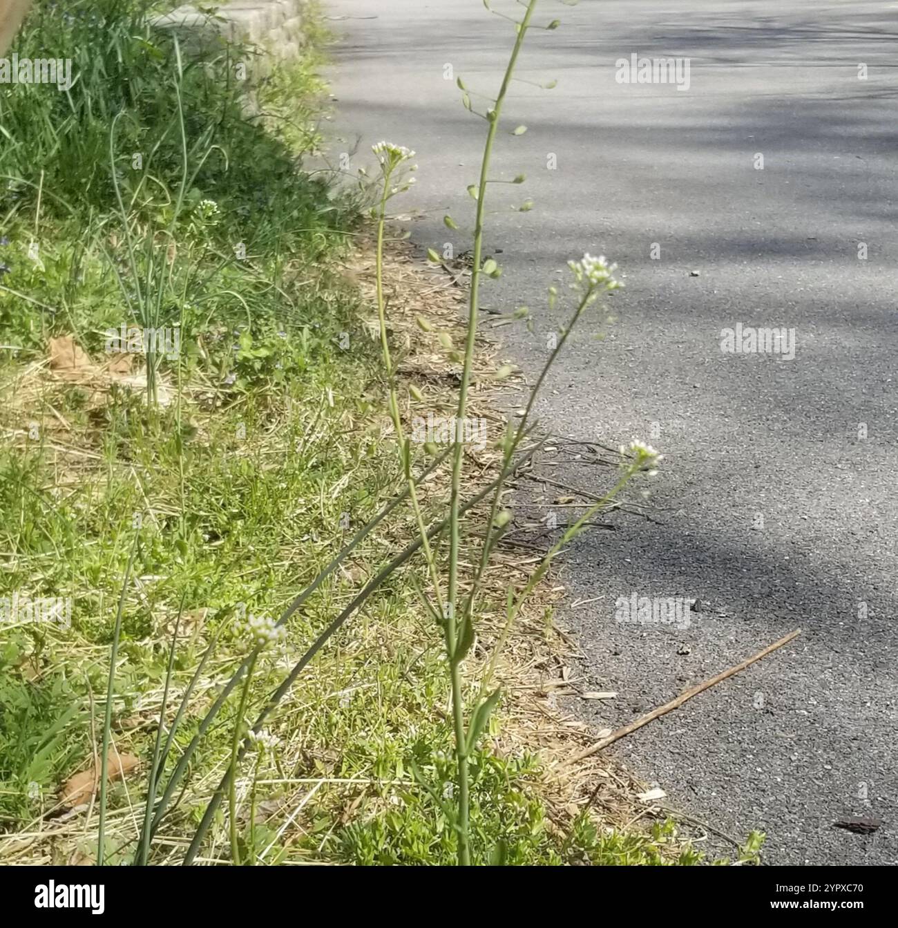 garlic penny-cress (Mummenhoffia alliacea Stock Photo - Alamy
