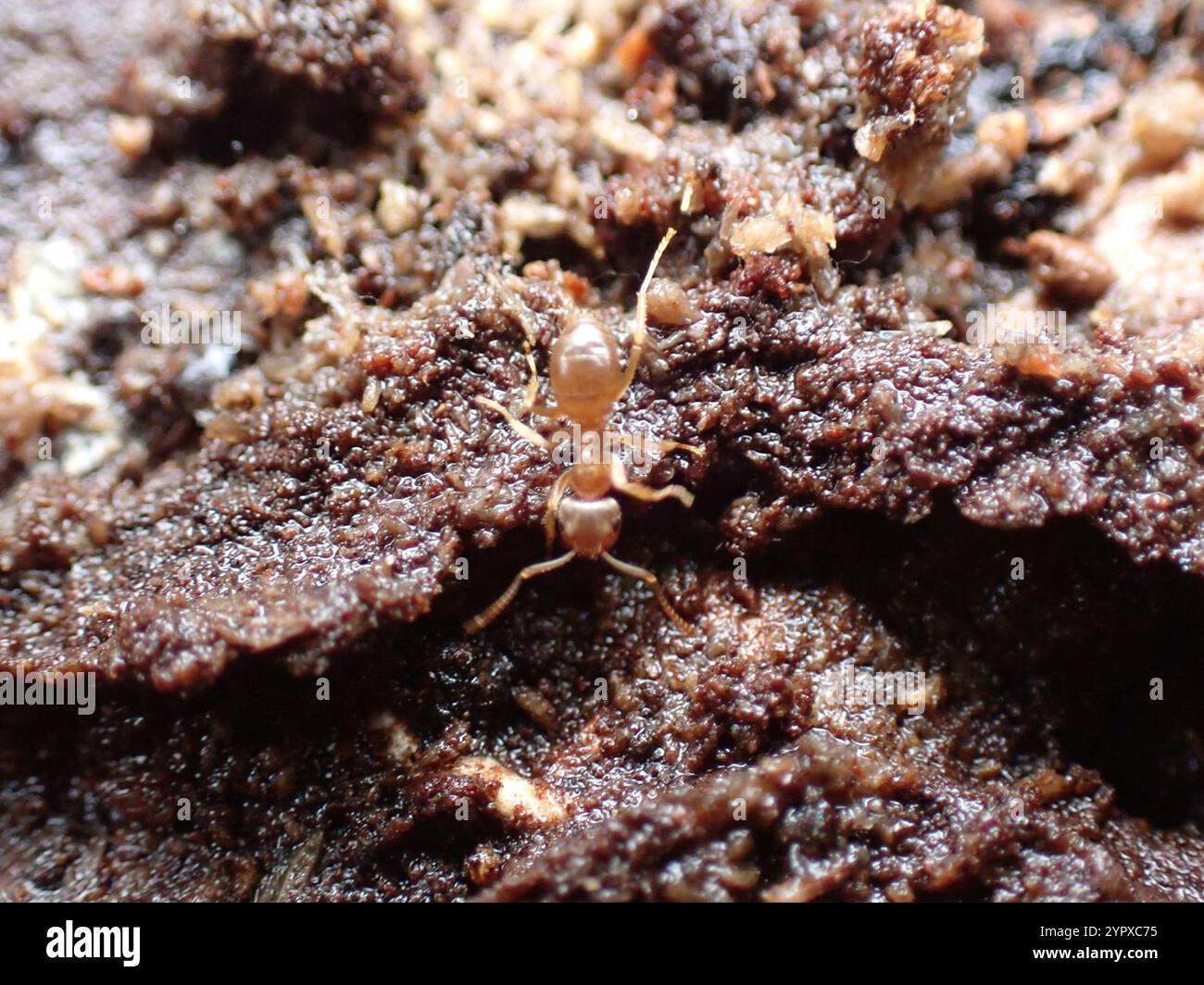 Citronella Ants, Fuzzy Ants, and Allies (Lasius Stock Photo - Alamy