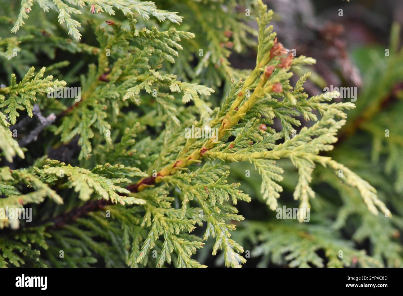 Alaska yellow cedar (Callitropsis nootkatensis Stock Photo - Alamy