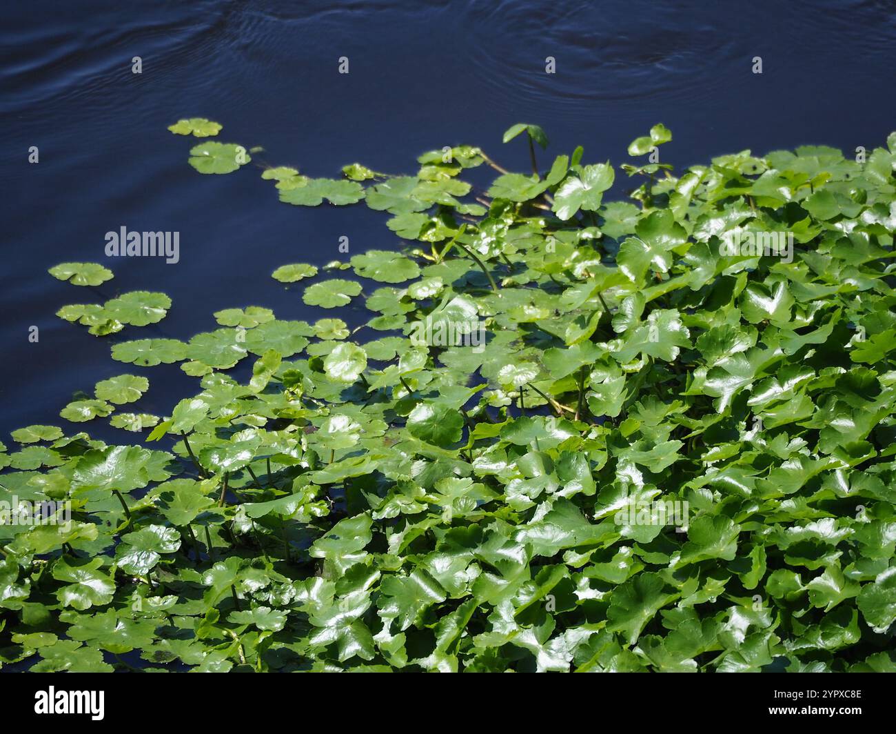 floating marsh pennywort (Hydrocotyle ranunculoides Stock Photo - Alamy