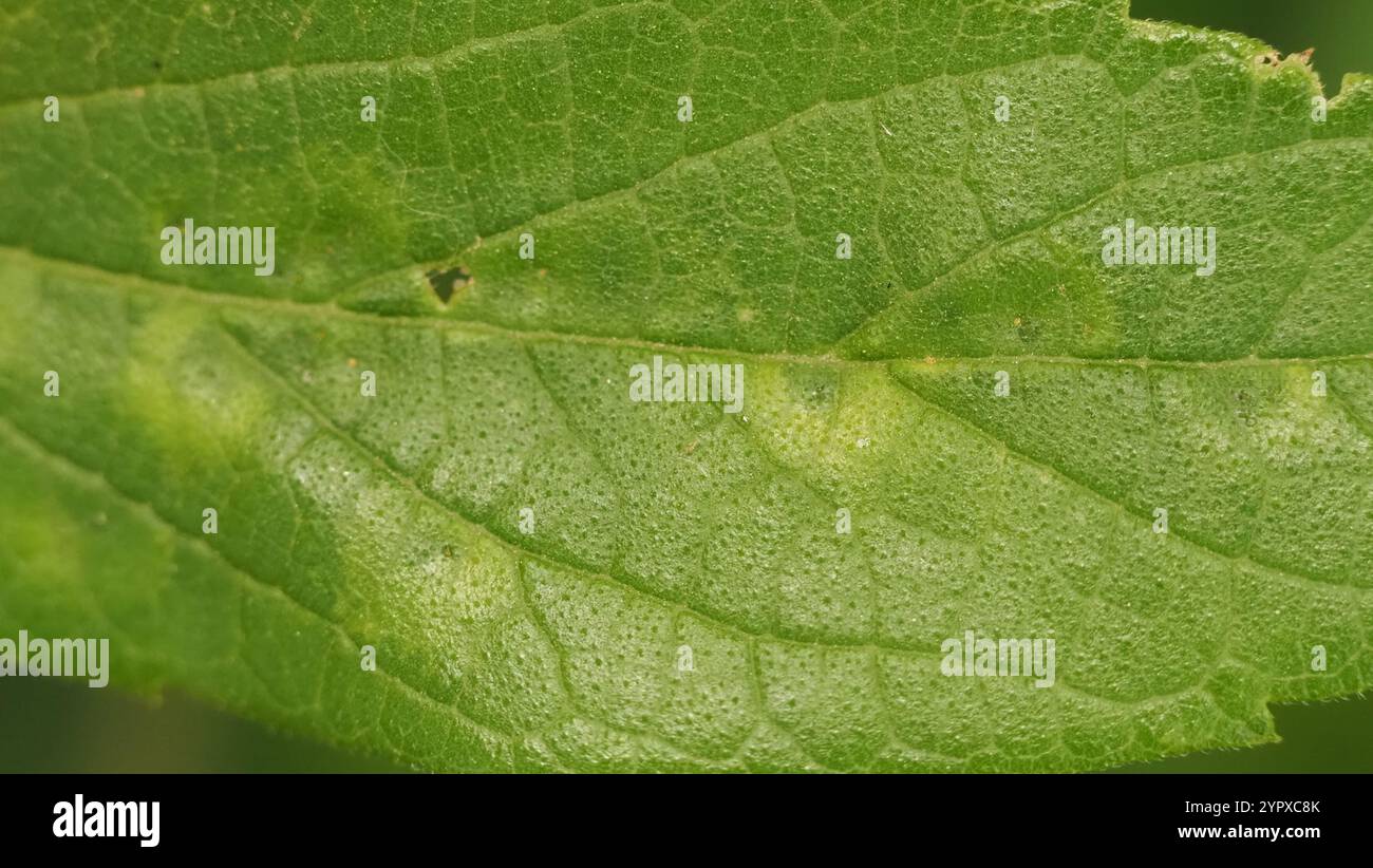 Hackberry Blister Gall Psyllid (Pachypsylla celtidisvesicula Stock ...