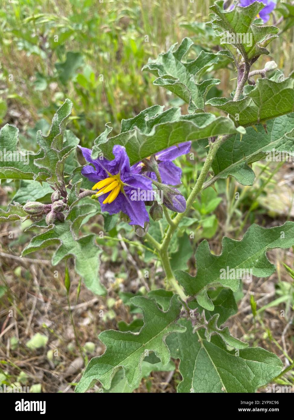 silverleaf nightshade (Solanum elaeagnifolium Stock Photo - Alamy
