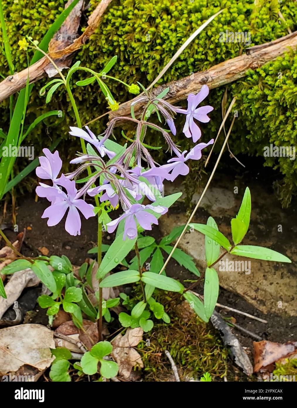 blue phlox (Phlox divaricata Stock Photo - Alamy
