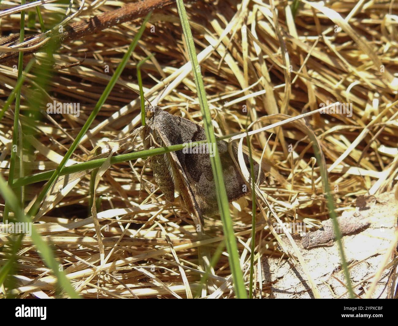 Crassiuscula hi-res stock photography and images - Alamy