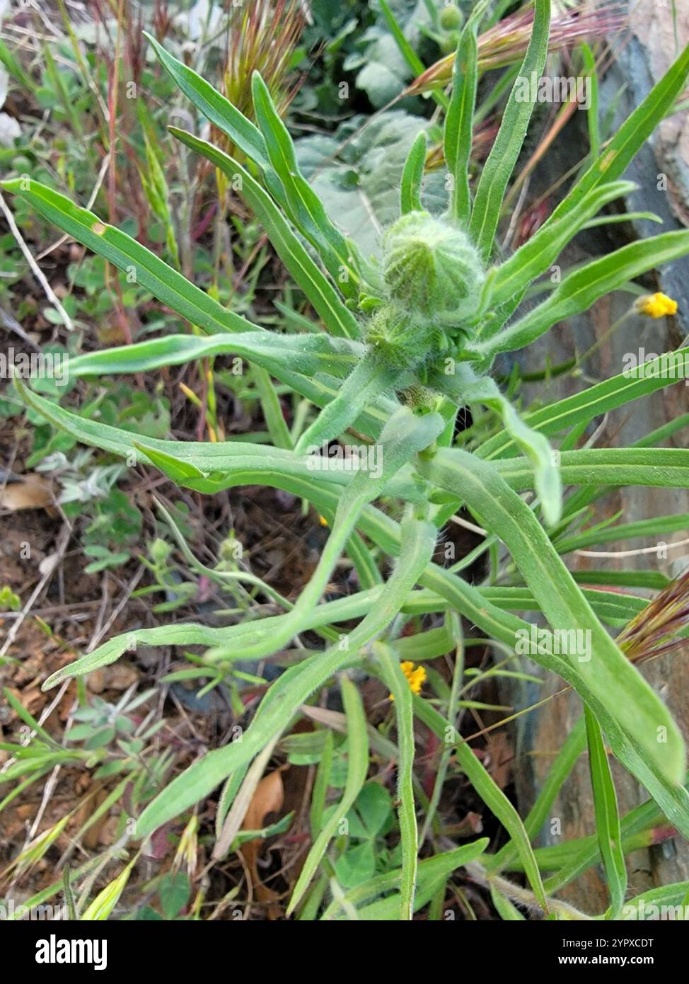 Common Madia (Madia elegans Stock Photo - Alamy