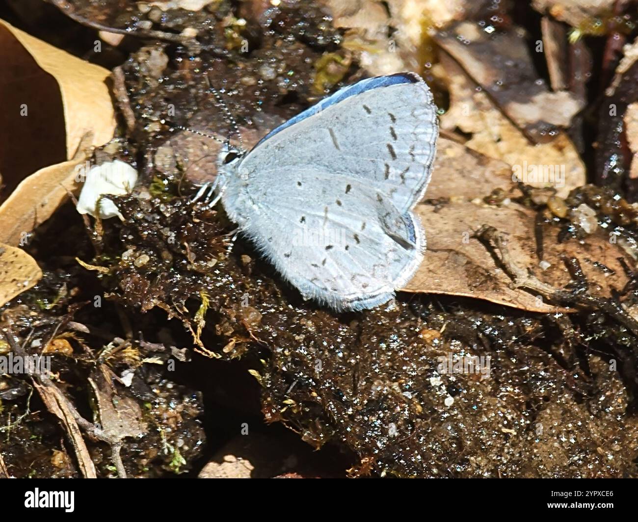 Echo Azure (Celastrina echo Stock Photo - Alamy