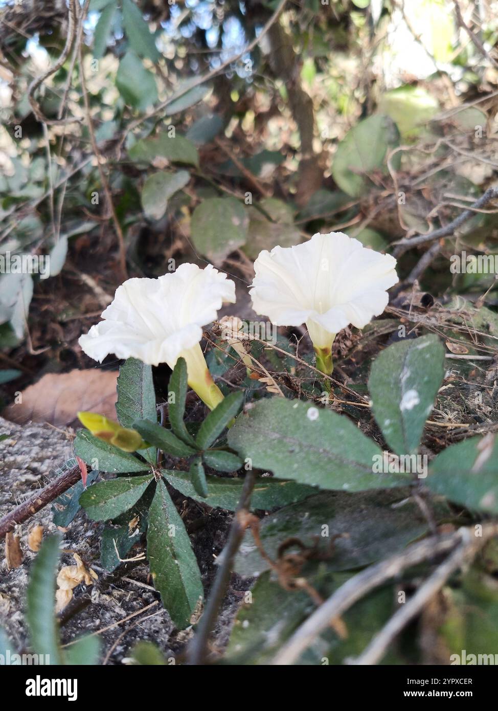 Rock Rosemary (Distimake quinquefolius Stock Photo - Alamy
