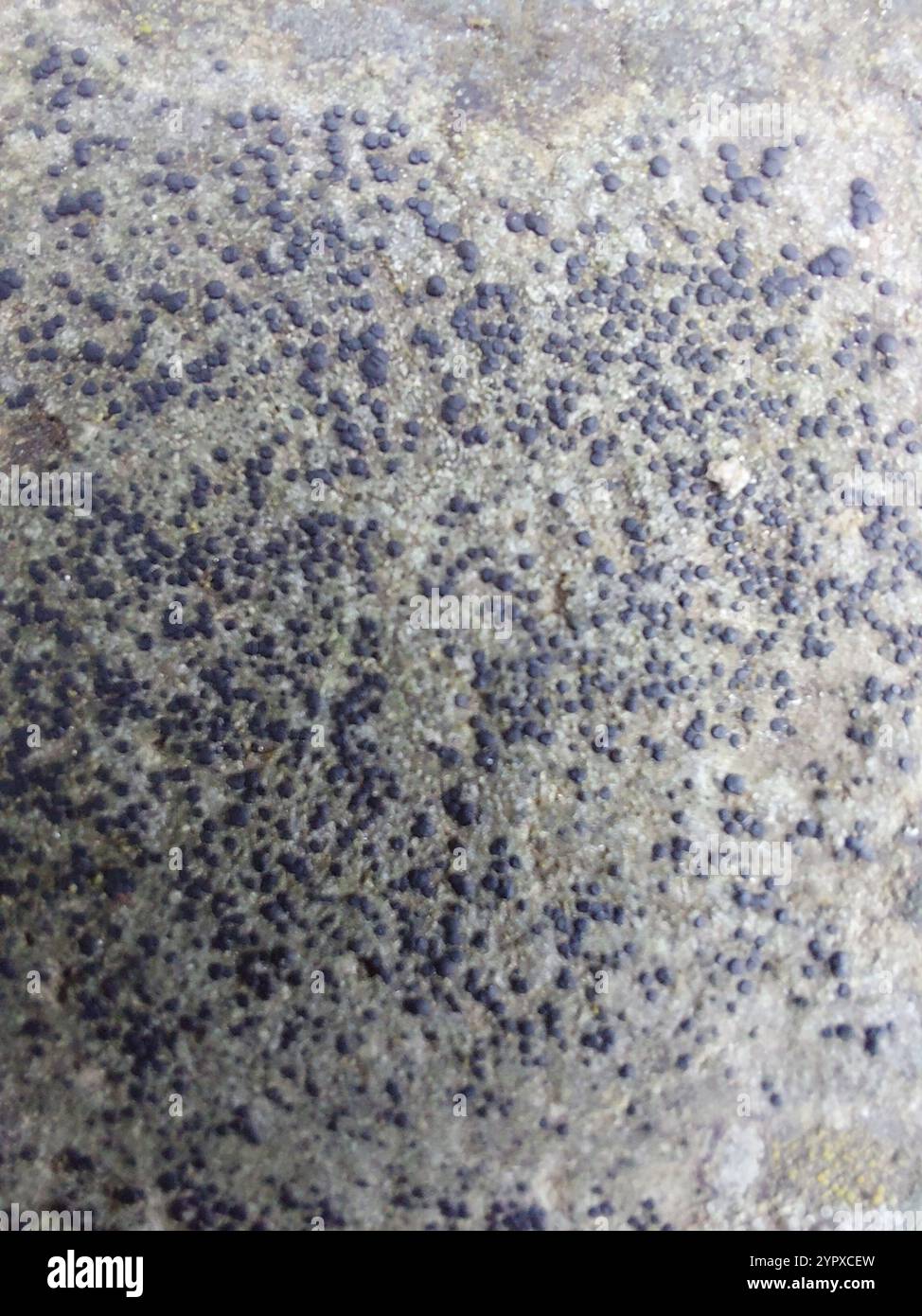 Smokey-eyed Boulder Lichen (Porpidia albocaerulescens Stock Photo - Alamy
