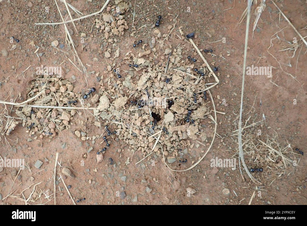Cape Harvester Ant (Messor capensis Stock Photo - Alamy