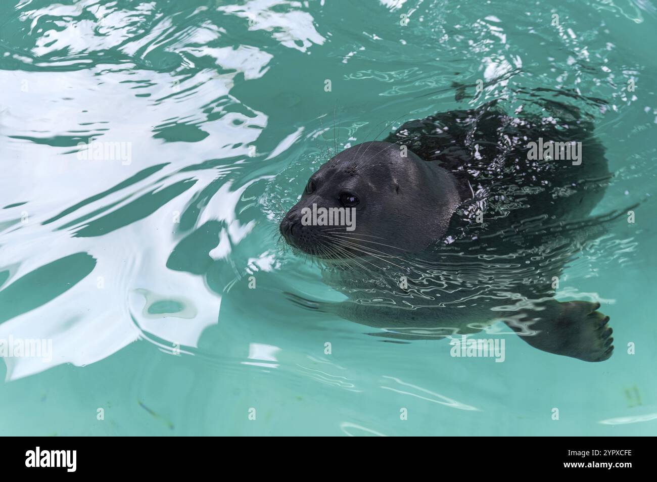 Freshwater seals hi-res stock photography and images - Alamy